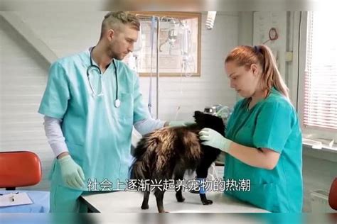 狗狗专心看恐怖片，这时主人伸出一双手，接下来场景大家忍住别笑恐怖片双手主人