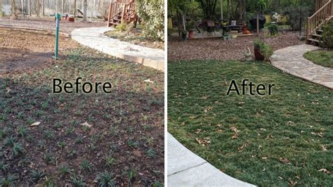 Dwarf Mondo Grass Lawn