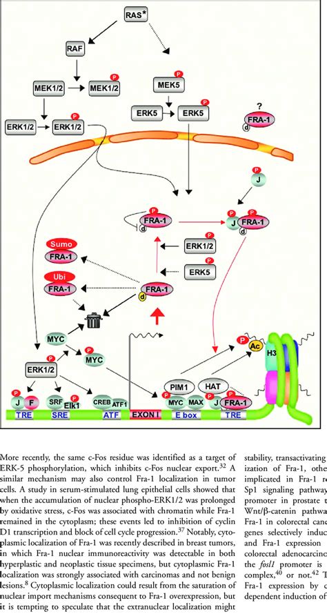 Transcriptional And Posttranslational Regulation Of Fra 1 A Schematic