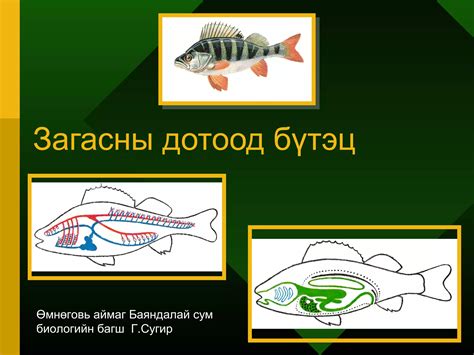 загасны дотоод бүтэц Ppt