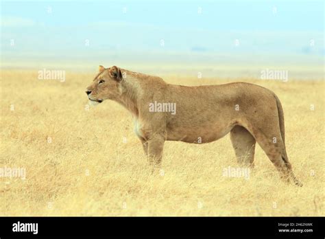 Lioness Panthera Leo Scouring The Plains Of Ngorongoro Crater