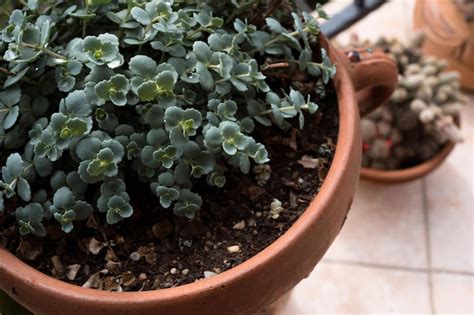 Premium Photo Sedum Plants In Clay Pots On Terrace For Home Decor
