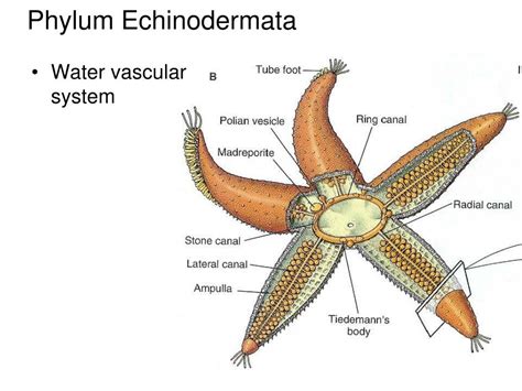 Ppt Phylum Echinodermata Powerpoint Presentation Free Download Id1325851 Ppt Phylum Echinodermata Powerpoint Presentation Free Download Id1325851