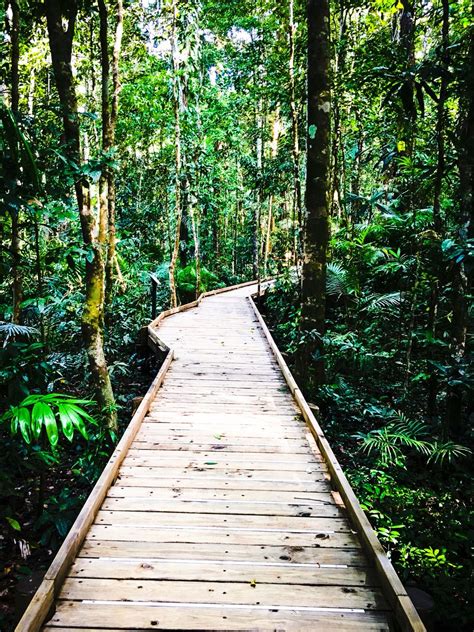Daintree Rainforest Wooden Walkway