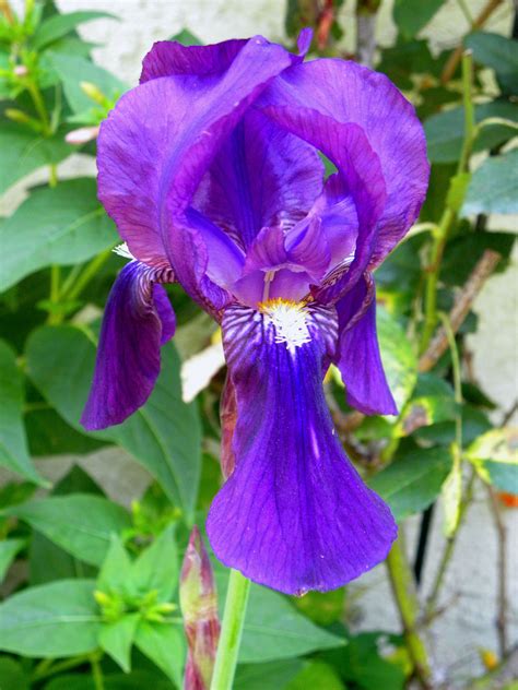 Purple Flag Flower