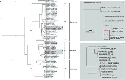 Whole Genome Dendrogram Of 802 Known Pathogenic Intermediate And Download Scientific Diagram
