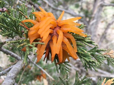 Cedar Apple Rust Stock Photo Image Of Infection Cedarapple 91992914