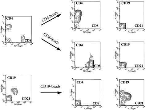 PBMC Were Isolated And Separated Into CD4 CD8 And CD19 Cells By MACS Download Scientific