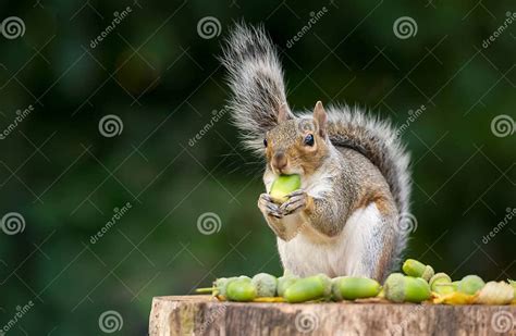 Portrait Of A Grey Squirrel Eating Acorn On A Tree Stump In Autumn