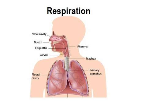 Respiration Icse Class 7th Goyal Brothers Biology Solutions Chapter 4 Unit 1 Icsehelp