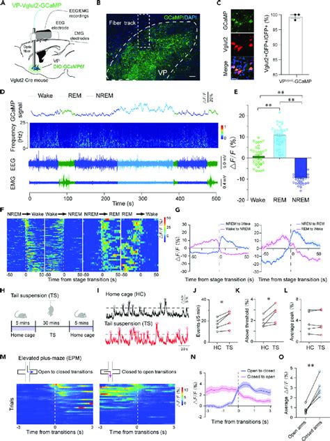 Dynamic Activity Of Vp Vglut2 Neurons Across Sleep Wake Stages And