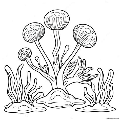 Algae Coloring Page 62833 49737