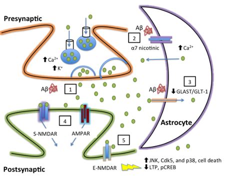 Tripartite Synapse Regulation Of Synaptic Connectivity By Glia