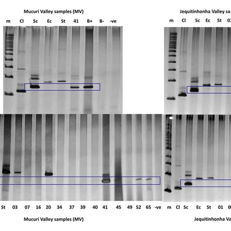 Optimization And Validation Of The Loop Mediated Isothermal Download Scientific Diagram