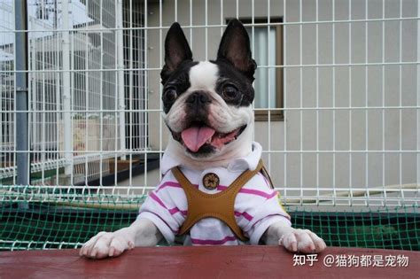 公认无攻击性的6种狗性格温顺适合家养 知乎