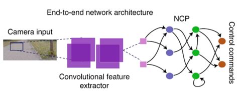 biologically inspired neural networks for self driving cars