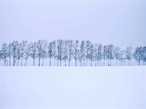 北海道美瑛的白樺並木在今早被全部砍光了 上週同為攝影師的民宿老闆跟我說町內開會決議砍掉七星之樹旁的白樺並木要拍就得快於是留下了第一次