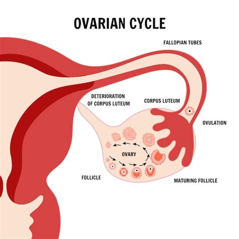Ovarian Cycle Infographic In Vector Premium Vector