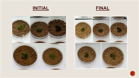 Bryophyte As Bioindicators Of Pollution Pptx