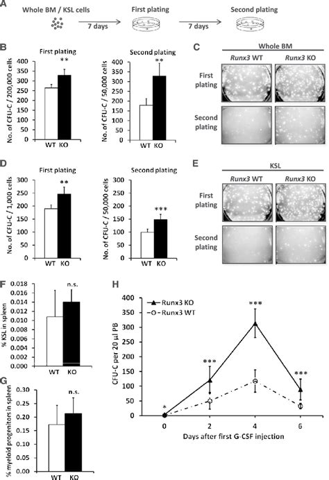 Hspcs From Young Runx3 Ko Mice Show Enhanced Proliferative And