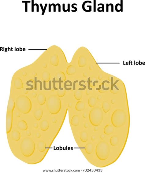 Thymus Gland Labelled Diagram Stock Illustration 702450433 Shutterstock