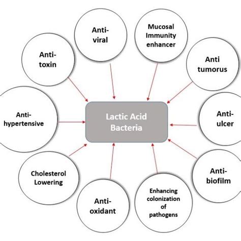 Health And Nutritional Benefits Of Lactic Acid Bacteria In The Download Scientific Diagram