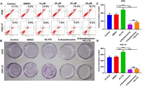 8 Azaadenosine Adar1 Inhibitor Restrains Proliferation Of Gastric