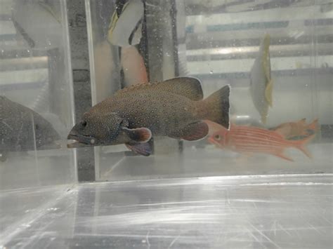 アオノメハタ シガテラ海水魚スタッフブログ
