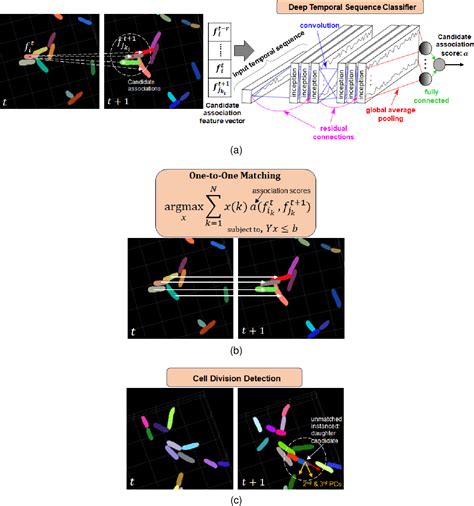 Figure 1 From Deep Temporal Sequence Classification And Mathematical Modeling For Cell Tracking