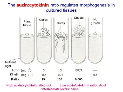 生长素和细胞分裂素在植物组织培养中的作用及机理？ 知乎