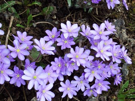 Печеночница в ландшафтном дизайне 62 фото красивые картинки и Hd фото