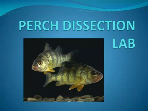 Ppt Perch Dissection Lab Powerpoint Presentation Free Download Id