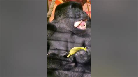 How Do You Eat A Banana Gorilla Asmr Mukbang Eating Youtube