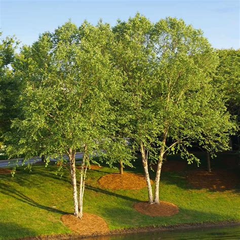 Heritage River Birch Betula Nigra 3 Feet Tall In A 3 Gallon Pot