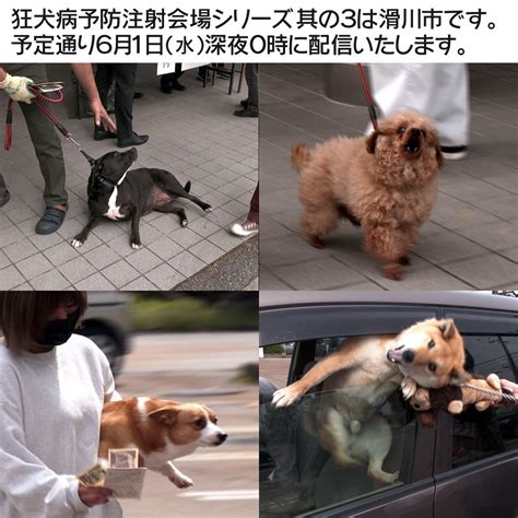 狂犬病予防注射会場のドタバタ劇いろんなワンちゃんが登場 話題の画像プラス