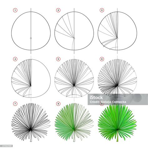 페이지는 부채꼴 야자수 잎을 그리는 방법을 단계별로 보여줍니다 아이들의 그림 그리기와 색칠 기술을 개발합니다 아이들 학교 연습 책을위한 인쇄 가능한 워크 시트 플랫 벡터