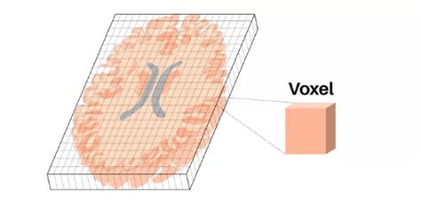 2 voxel based representation of the brain [1] download scientific diagram