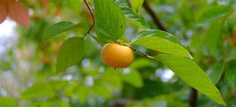 Giant Fuyu Persimmon Vs Fuyu Persimmon Unraveling The Sweet Debate