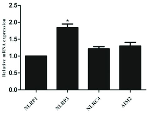 Semiquantitative Reverse Transcription Real Time Polymerase Reaction