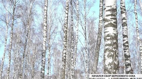 Кладезь витаминов и минералов Начался сбор березового сока Youtube