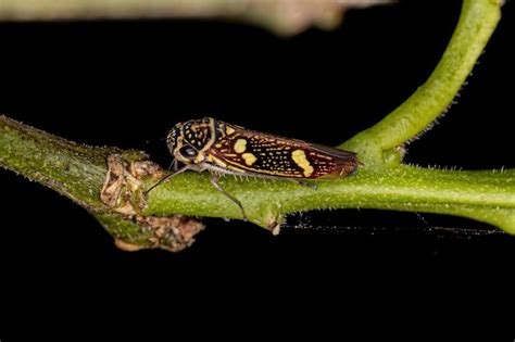 Premium Photo Adult Typical Leafhopper