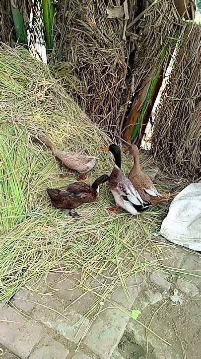 হাঁস মুরগি Youtube