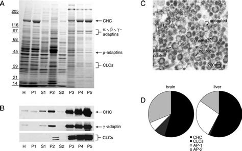 Isolation And Characterization Of Liver Ccvs A Coomassie Blue Download Scientific Diagram