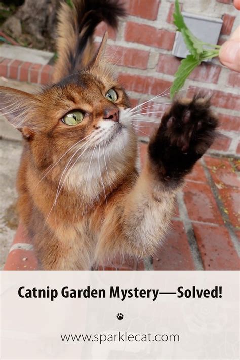 Adventures In Catnip Gardening Summers Fabulous Cat Life