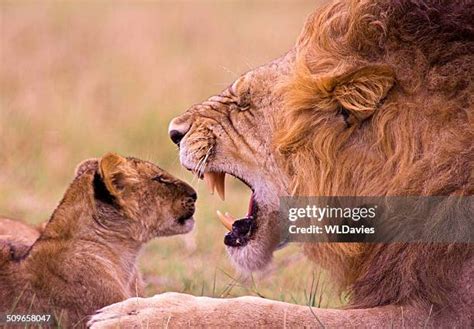 Male Lion Roaring Photos And Premium High Res Pictures Getty Images