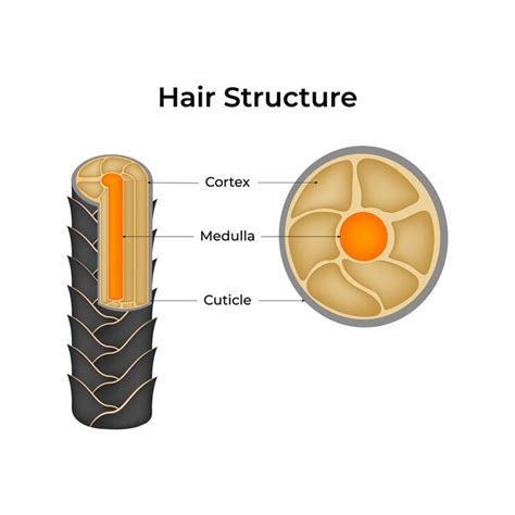 Hair Structure Diagram Design Vector Illustration Premium Vector