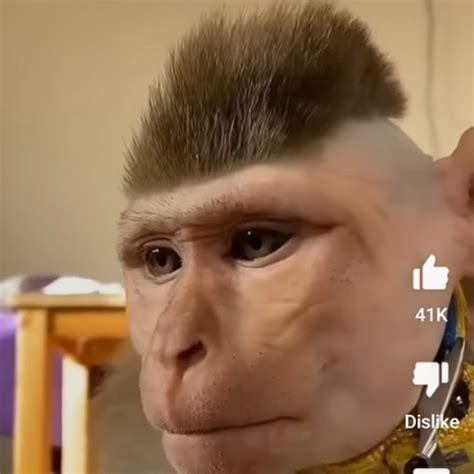 The Optimizer Youtube