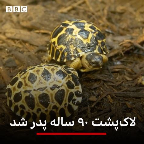 یک لاک‌پشت در حال انقراض در باغ وحشی در آمریکا برای اولین بار در سن ۹۰ سالگی پدر شده است آقای