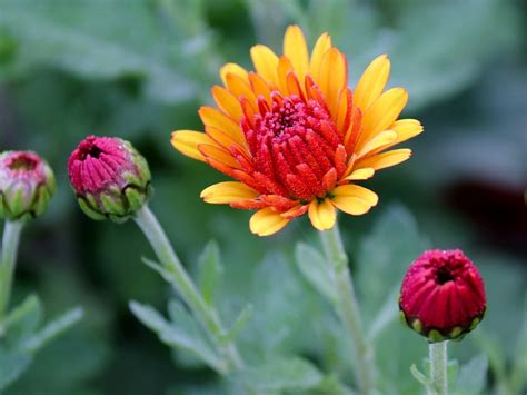 Supermarkets Special Offers Super Savers More Lidl Northern Ireland Lidl Ni Co Uk