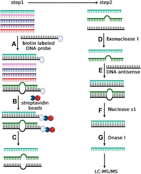 Rna Isolation And Purification A Comprehensive Guide Creative Biostructure